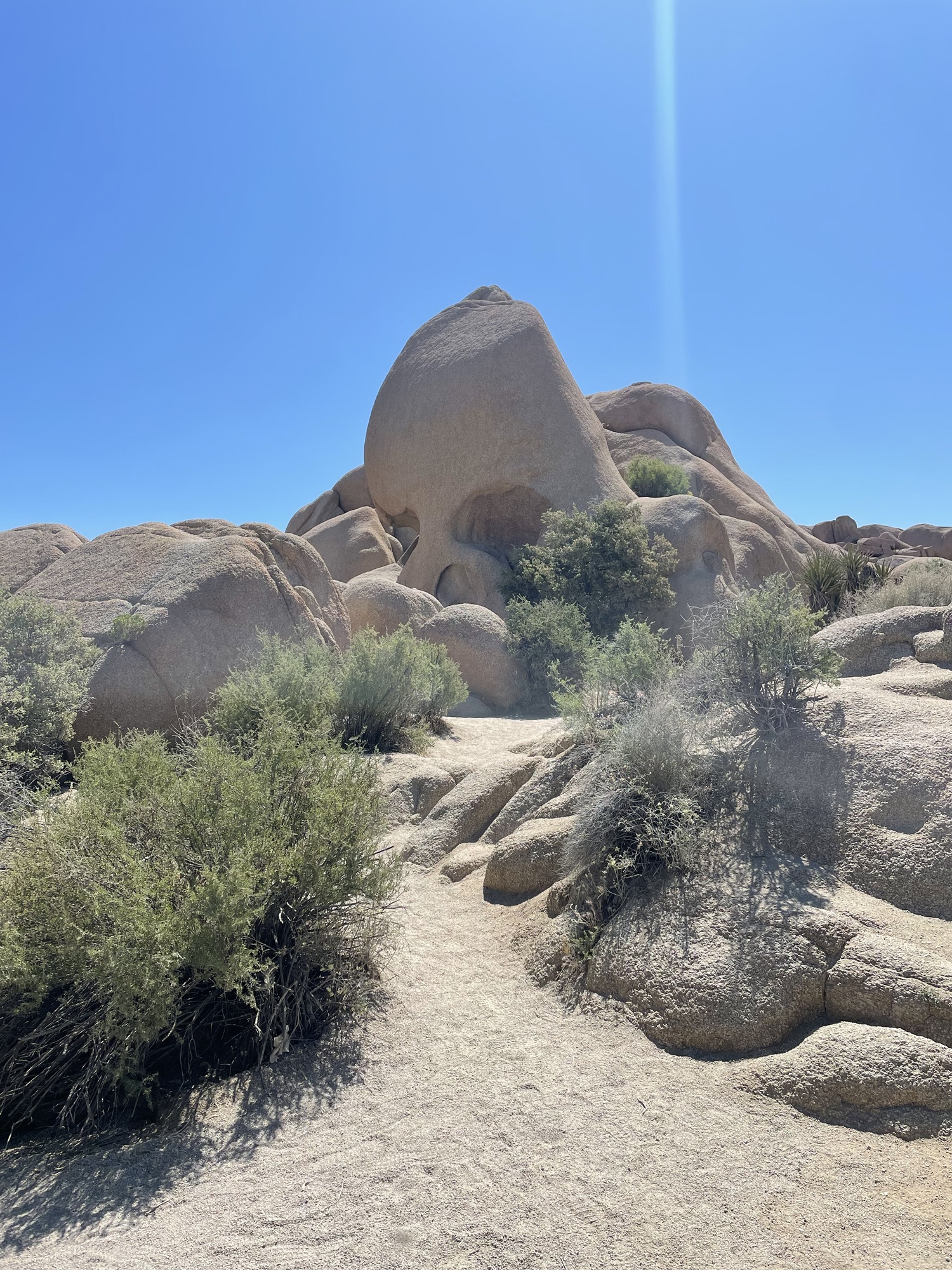Tuesday 5-14 (Joshua Tree National Park) – Tom's National Park Adventure