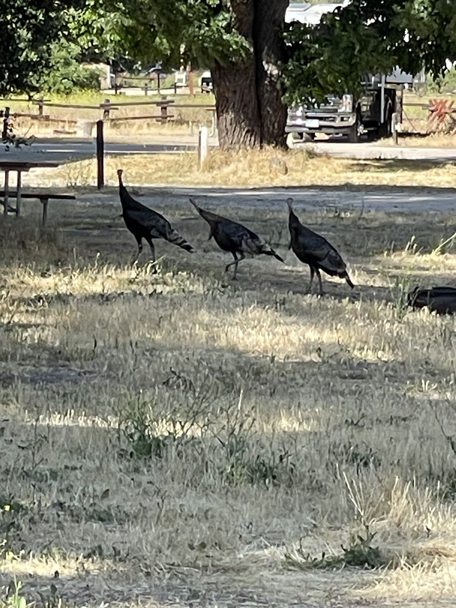 Friday 5-24 (Pinnacles National Park) – Tom's National Park Adventure