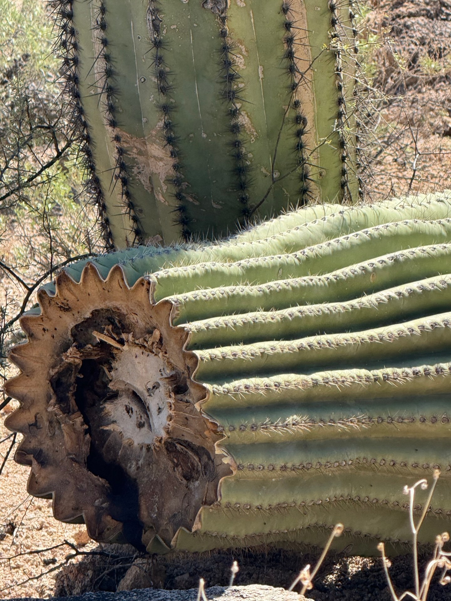 Saguaro National Park 1/12/26 – Tom's National Park Adventure