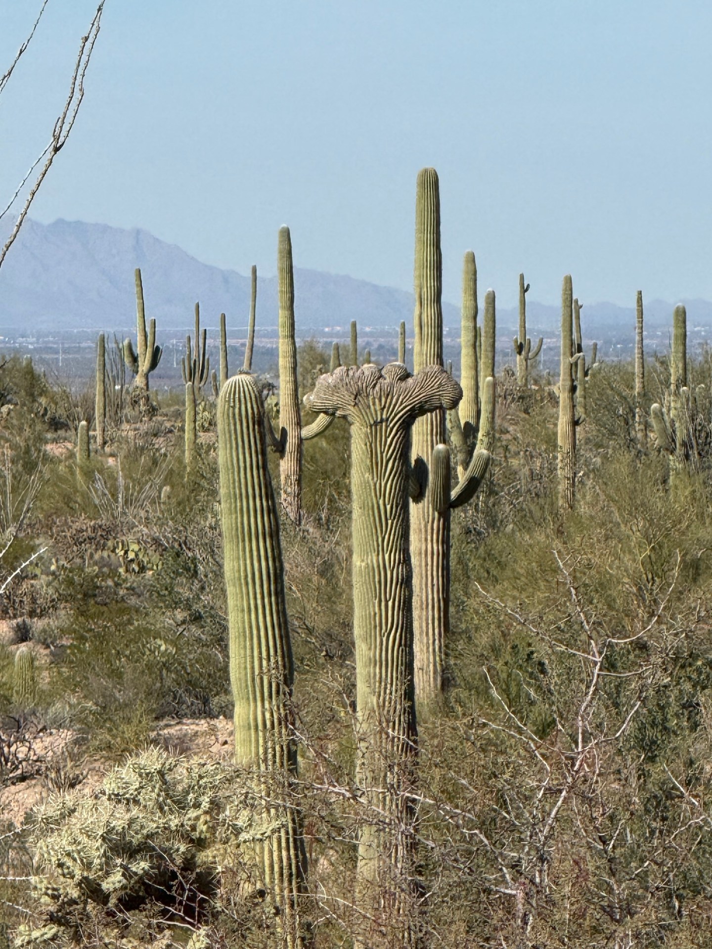Saguaro National Park 1/12/26 – Tom's National Park Adventure