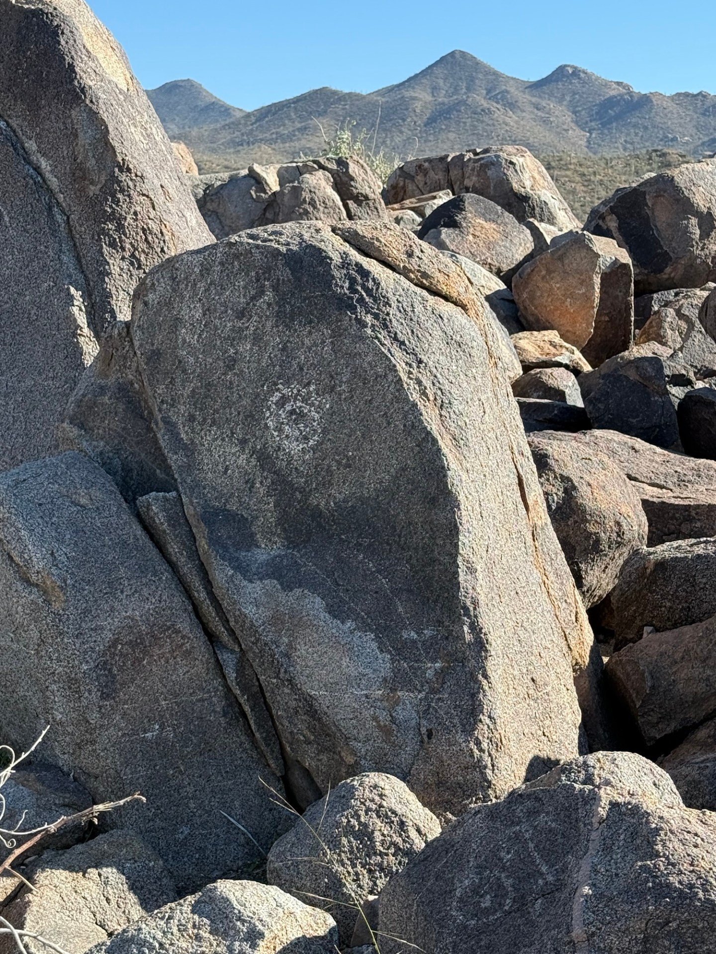 Saguaro National Park 1/12/26 – Tom's National Park Adventure