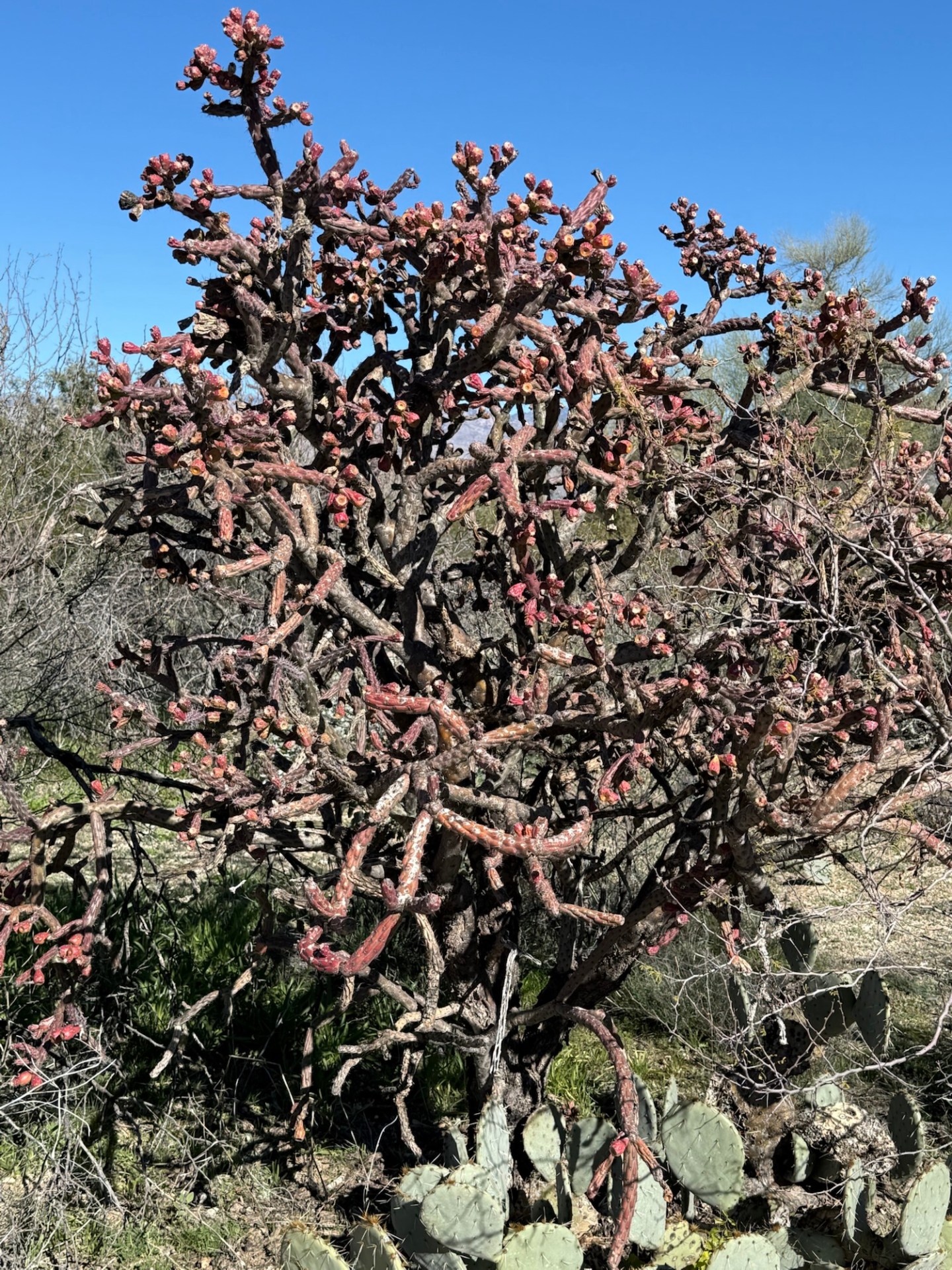 Saguaro NATIONAL Park – Day 2 1-13-26 – Tom's National Park Adventure