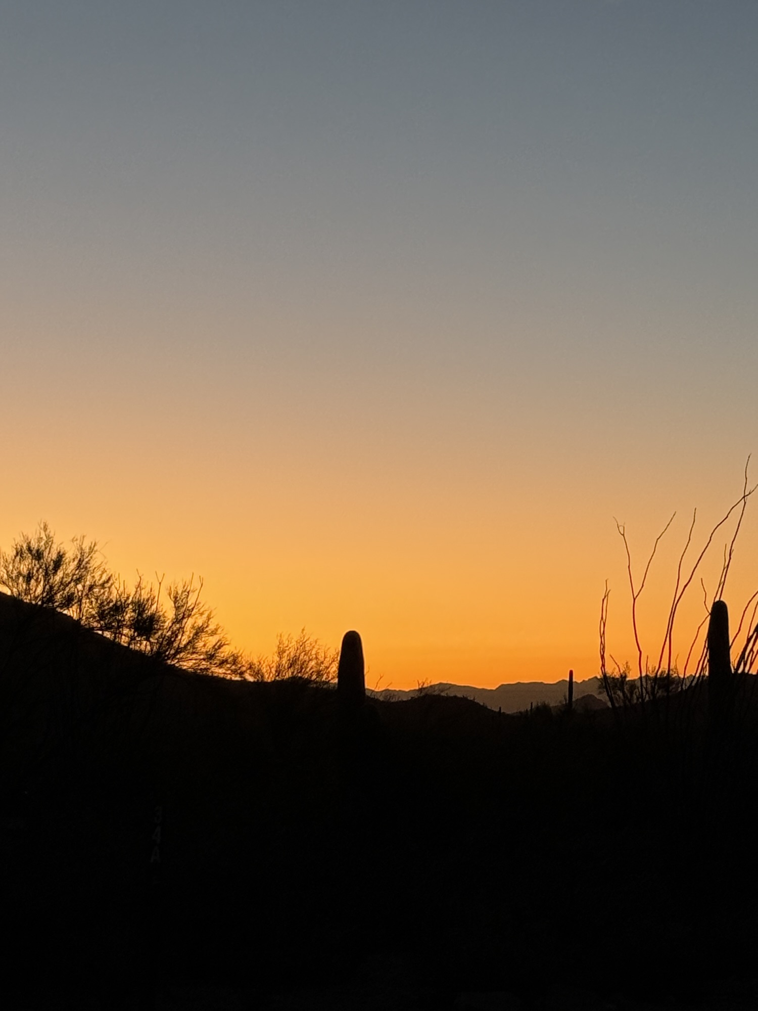 Day 3 Saguaro National Park 1/14/26 – Tom's National Park Adventure